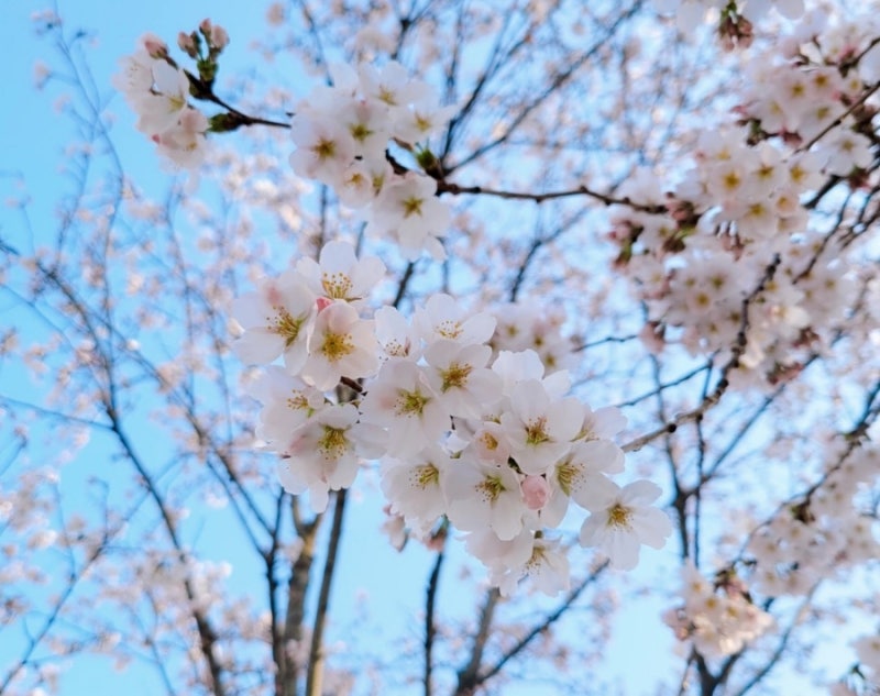울산 언양 작천정 벚꽃 부산 근교 가볼만한곳 만개 했어요 네이버 블로그