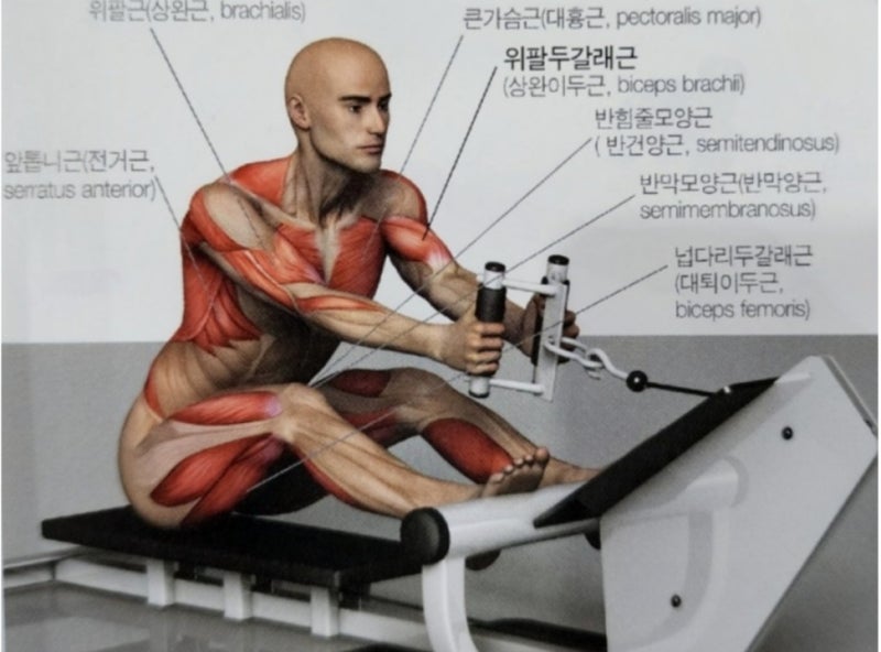 미사pt 시티드 케이블로우 Seated Cable Row 네이버 블로그