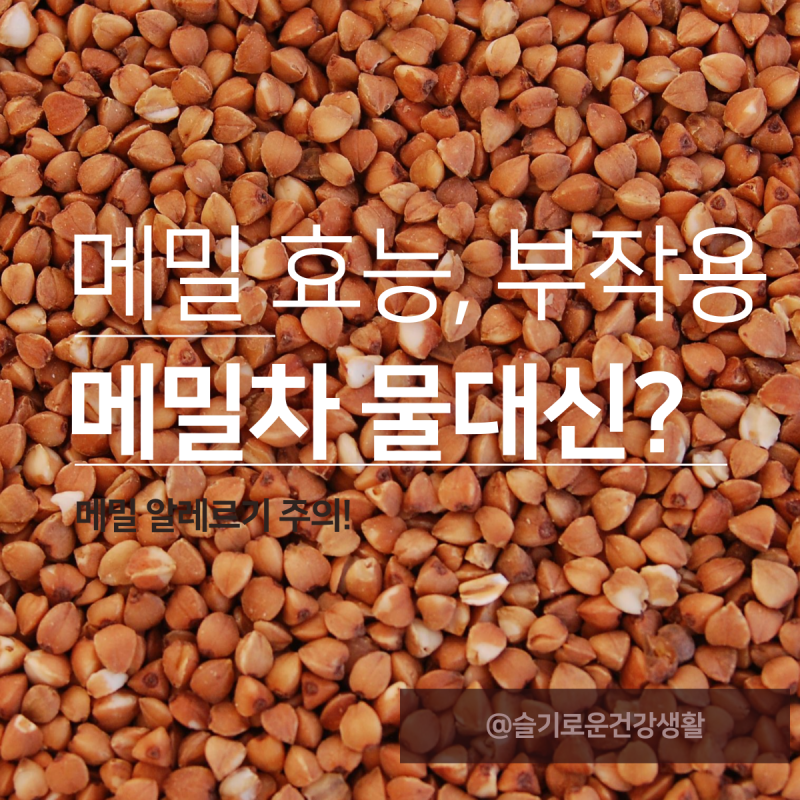 메밀 효능 메밀차 물대신 카페인 알레르기 부작용 네이버 블로그