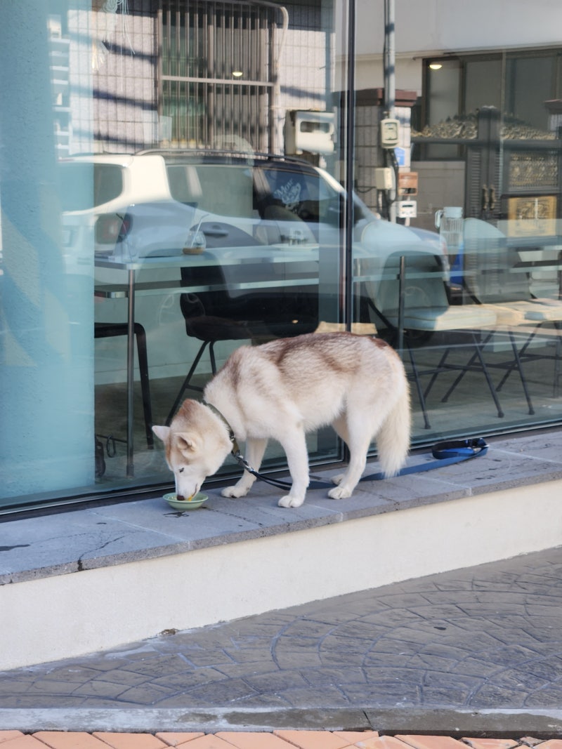 공존에서 제주 브런치 : 애견동반 가능한 비건식당 리뷰(논비건은 물론 : 네이버 블로그