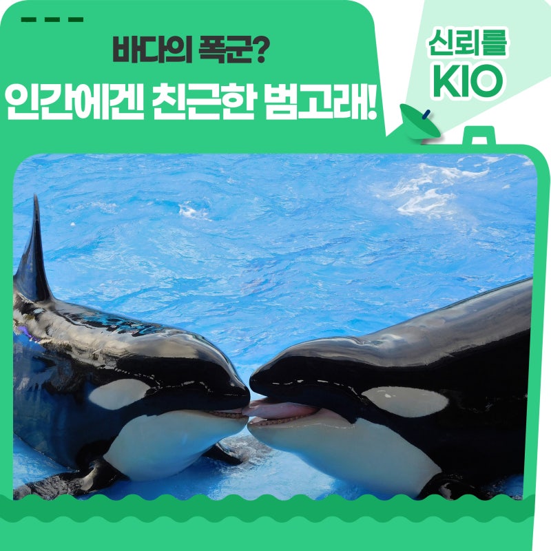 바다의 폭군? 인간에겐 친근한 범고래! : 네이버 블로그