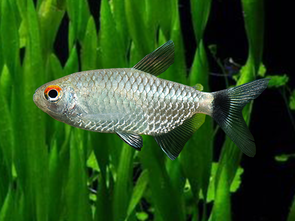 몽크호샤 사육정보 moenkhausia sanctaefilomenae : 네이버 블로그