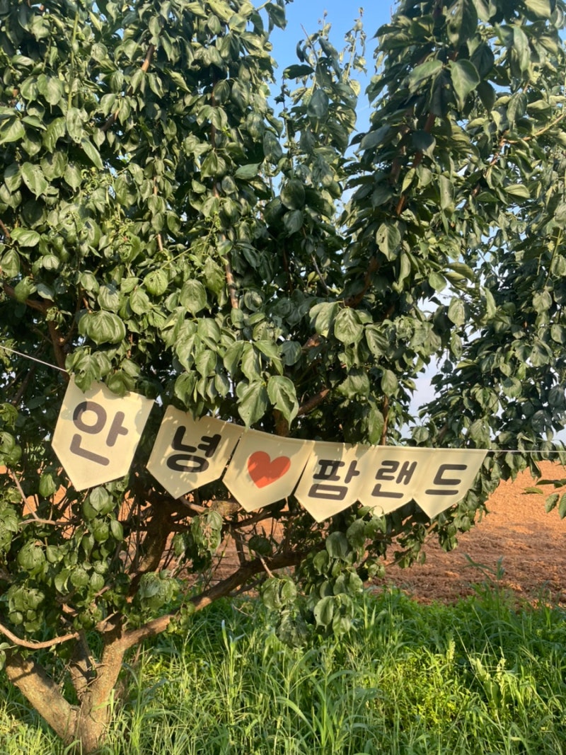 안성당일치기여행 ♪ 안성팜랜드 블루애로우길 / 늦여름 초록초록한 팜랜드에서 산책하며 힐링하기 : 네이버 블로그