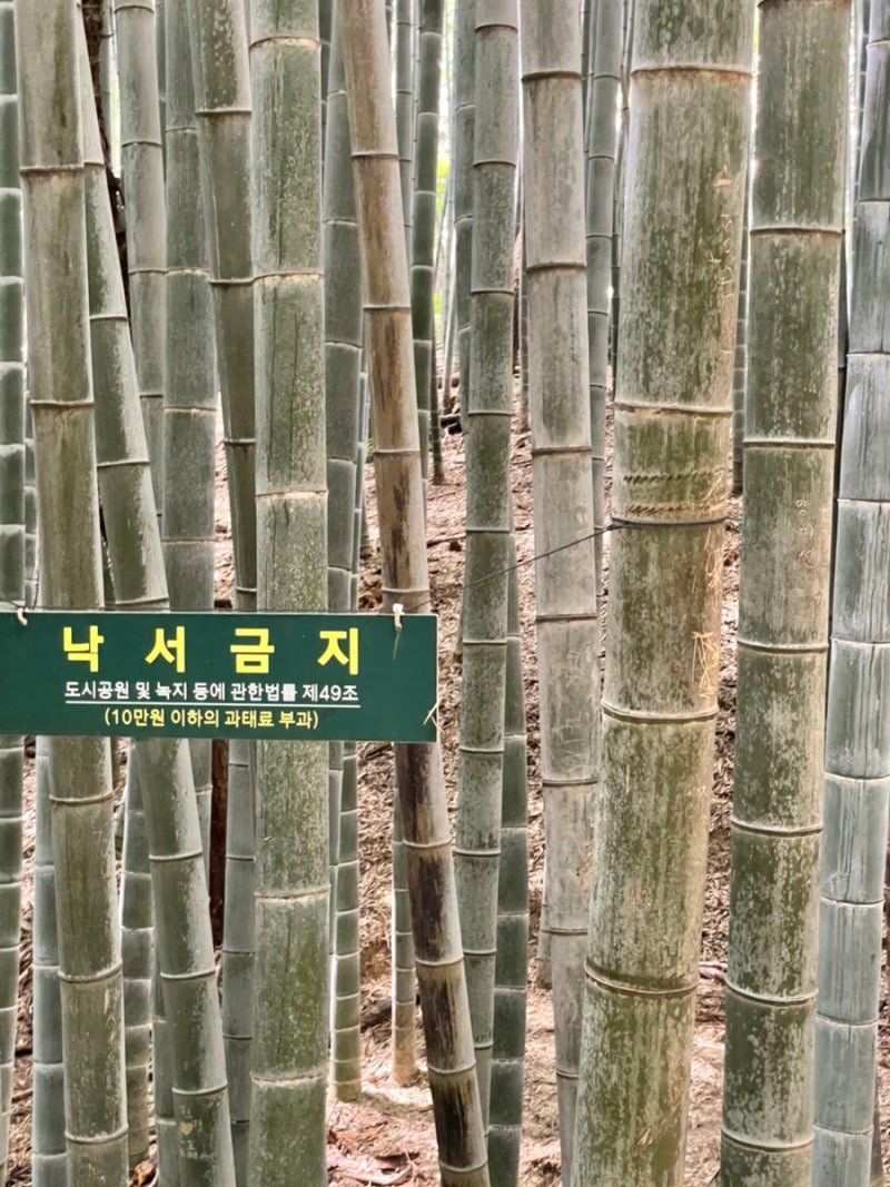 담양 죽녹원 여행코스후문부터 지도와 입장료까지 총정리ft주차장 네이버 블로그