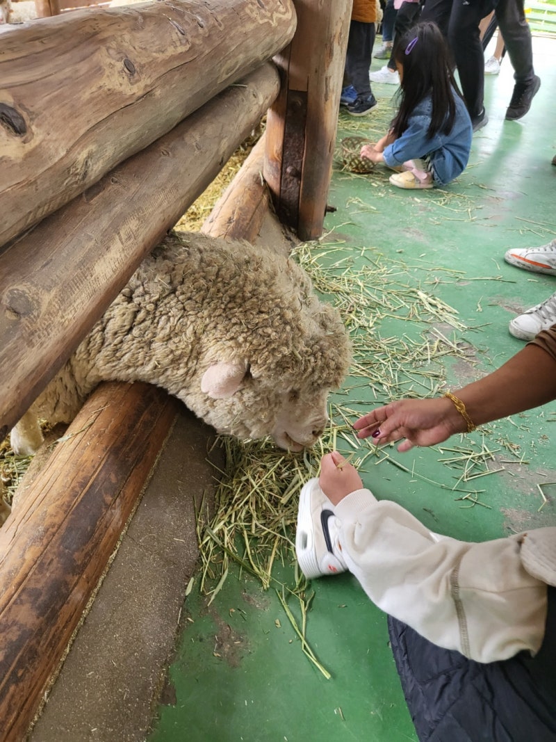 대관령 양떼목장 근처 맛집 해와비 솔직 후기 네이버 블로그