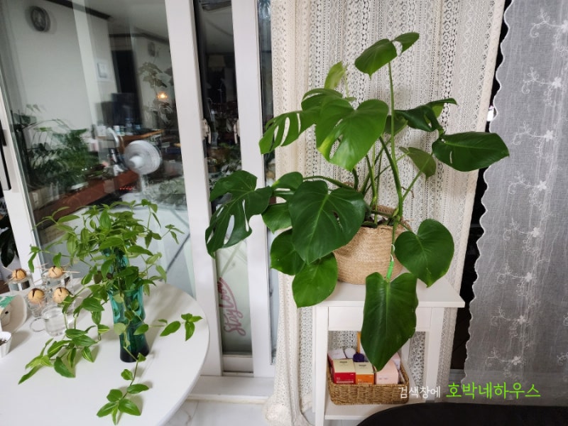 실내식물 몬스테라 키우기 찢잎 공중뿌리 저면관수 화분이 딱이야 네이버 블로그