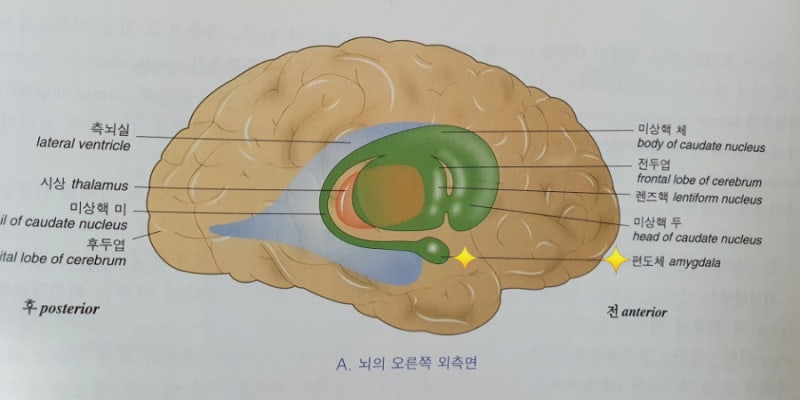 청소년 추천도서 아몬드 줄거리성장과 변화에 관하여 네이버 블로그