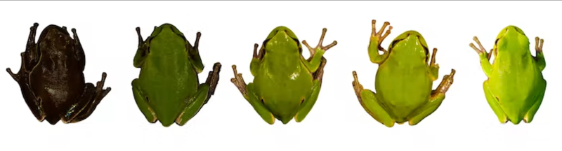 체르노빌 인근 개구리가 검은색이 된 이유 : 네이버 블로그