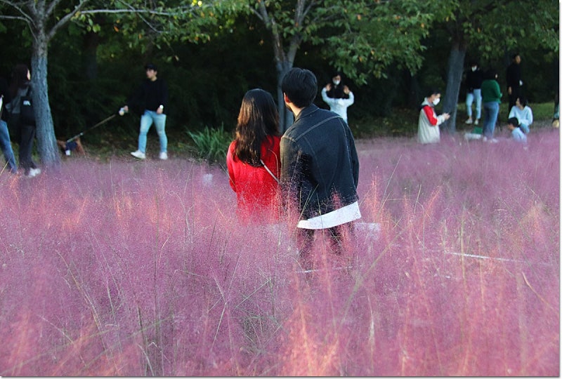 서울 올림픽공원 핑크뮬리 위치 들꽃마루 가는길 잠실가볼만한곳 네이버 블로그