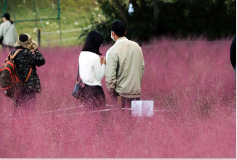 서울 올림픽공원 핑크뮬리 위치 들꽃마루 가는길 잠실가볼만한곳 네이버 블로그