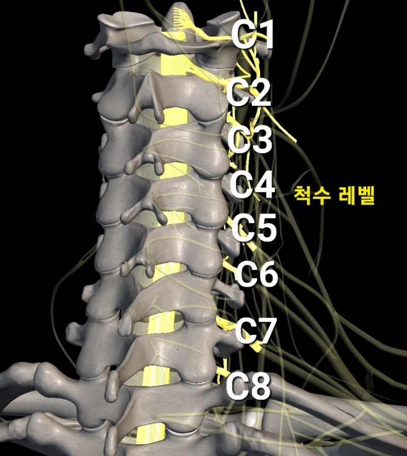 근육분절(Myotome) : 핵심 근육(Key muscle) 검사(C4, C5, C6, C7, C8, T1, L2, L3, L4 ...