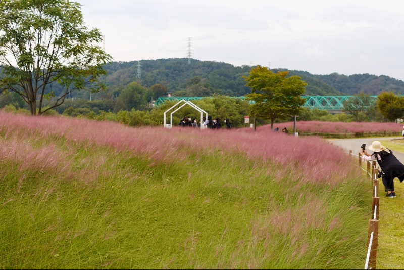 가을 꽃구경 가볼 만한 곳 핑크 뮬리 하천 생태공원 대전 핑크 뮬리 명소 네이버 블로그