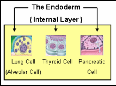 내배엽[endoderm] 정리 : 네이버 블로그