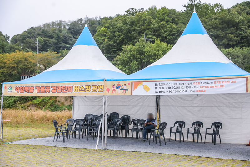 함안 악양뚝방길둑방길 황화 코스모스 악양루 10월 경남 축제 꽃구경 네이버 블로그