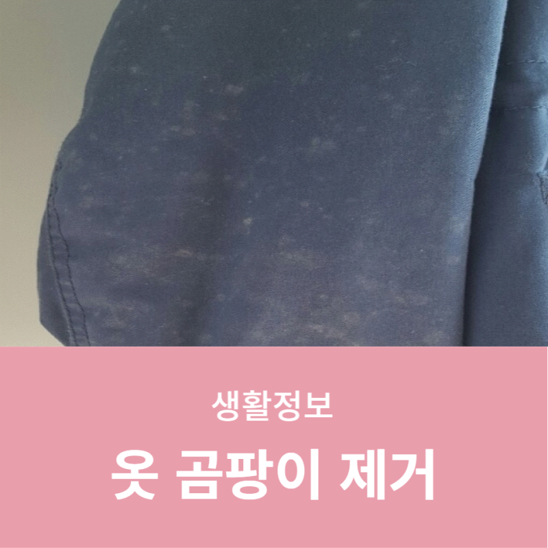 네이버 인플루언서