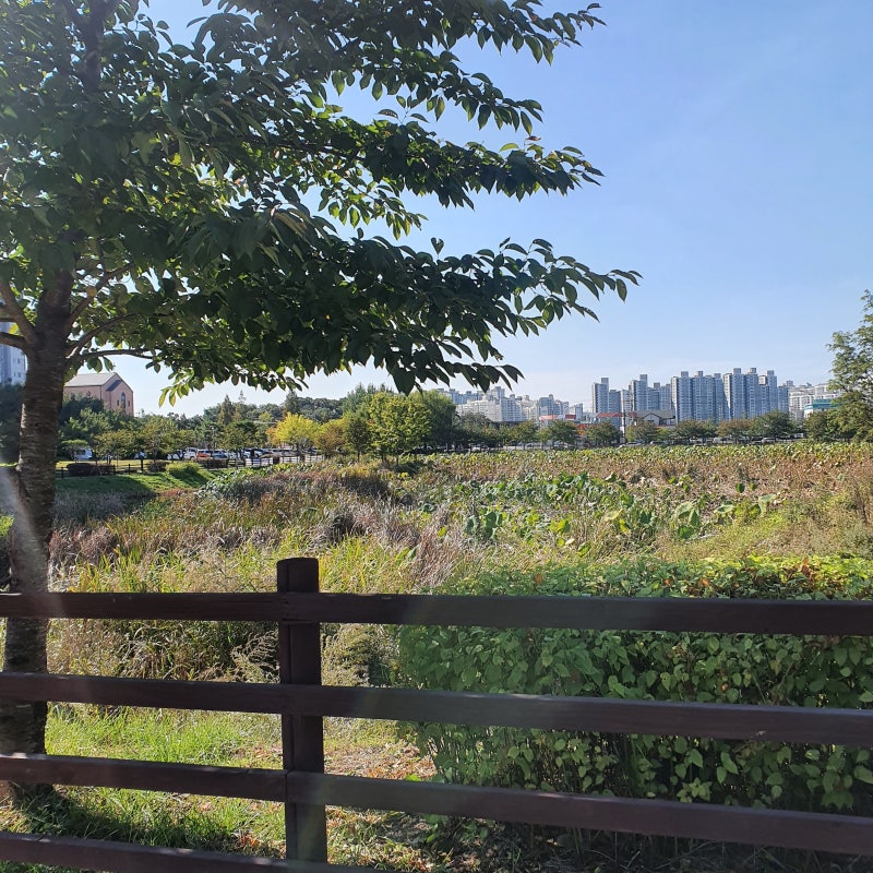 청수호수공원 산책 겸 나들이천안노인주간보호센터유안어르신주야간보호센터 네이버 블로그