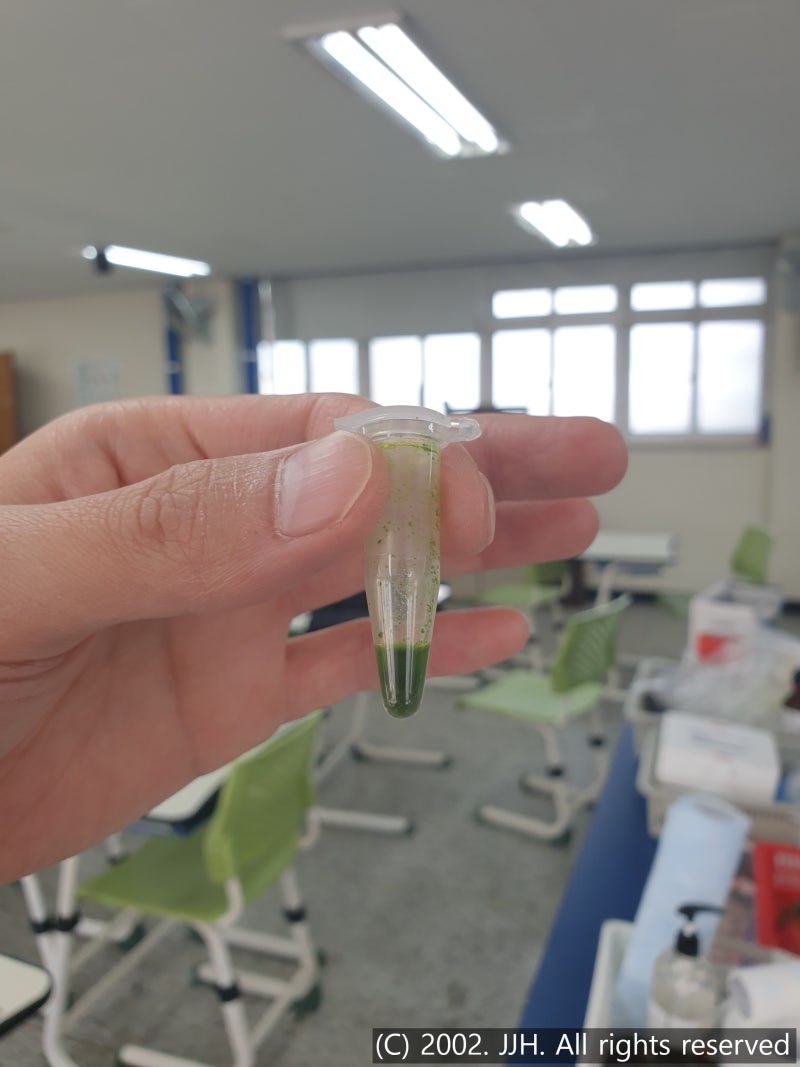 Part1 실험 메뉴얼 종이 크로마토그래피와 Tlc를 이용한 시금치의 광합성 색소 분리 네이버 블로그