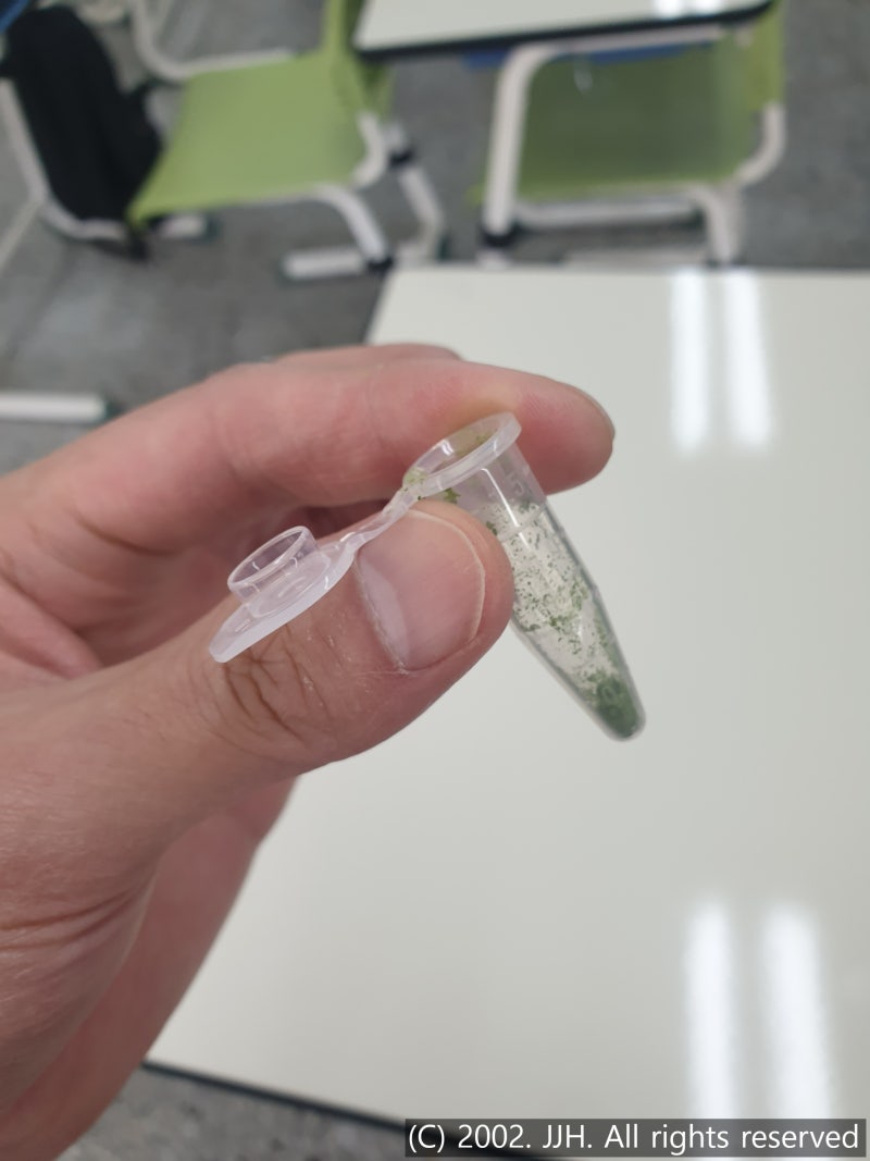 Part1 실험 메뉴얼 종이 크로마토그래피와 Tlc를 이용한 시금치의 광합성 색소 분리 네이버 블로그