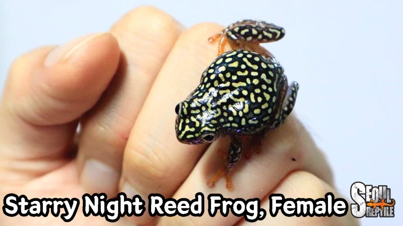 Heterixalus 속 중에서 나름 큰 편에 속하는 스태리 나이트 리드 프록, 어린 개구리! 22KRCB Starry ...