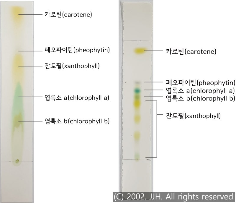 Part1 실험 메뉴얼 종이 크로마토그래피와 Tlc를 이용한 시금치의 광합성 색소 분리 네이버 블로그