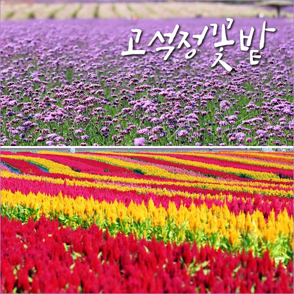 철원 고석정 꽃밭 강원도 철원 가볼만한곳 가을 꽃축제 네이버 블로그