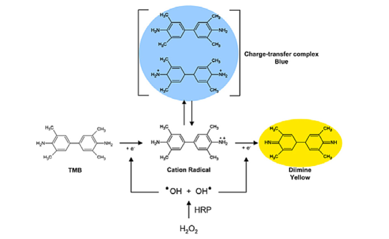 Immunoassay 발색반응 :: HRP 란? TMB Reaction 이란? : 네이버 블로그