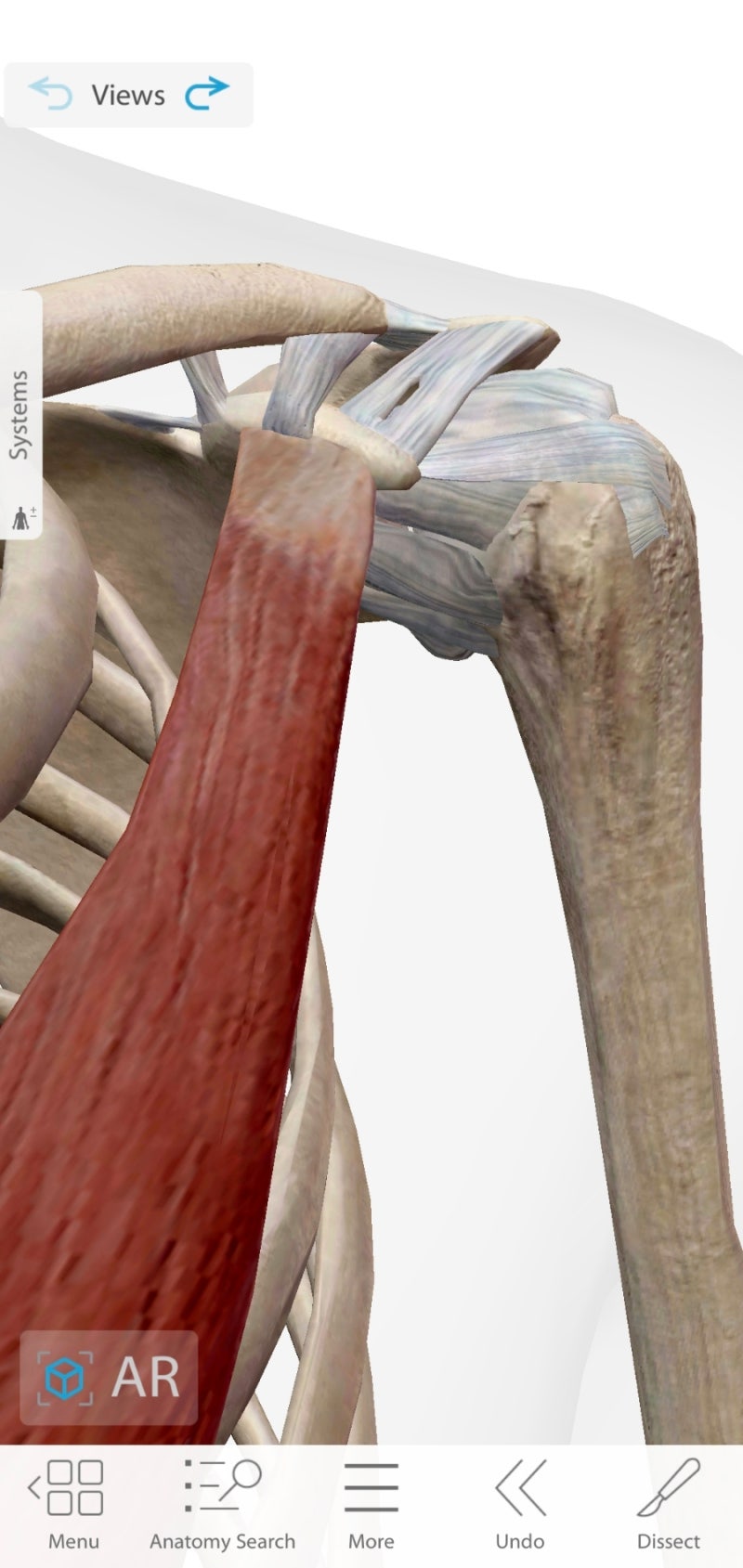 소흉근 작은가슴근 Pectoralis Minor 기능해부학 네이버 블로그