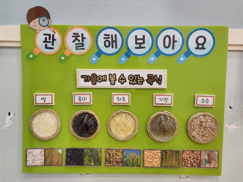 과학영역 관찰해보아요 환경구성 가을 곡식 관찰하기 네이버 블로그
