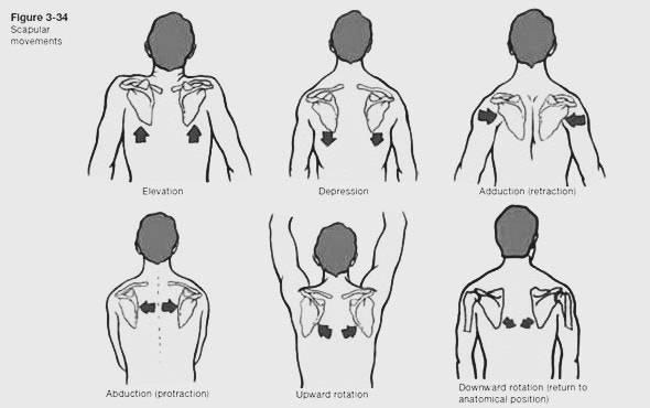 소흉근 작은가슴근 Pectoralis Minor 기능해부학 네이버 블로그