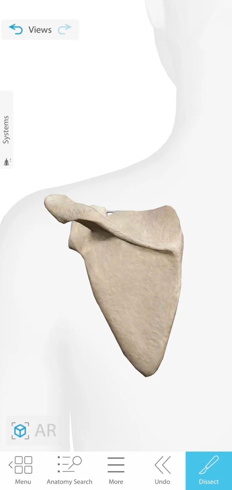 소흉근 작은가슴근 Pectoralis Minor 기능해부학 네이버 블로그