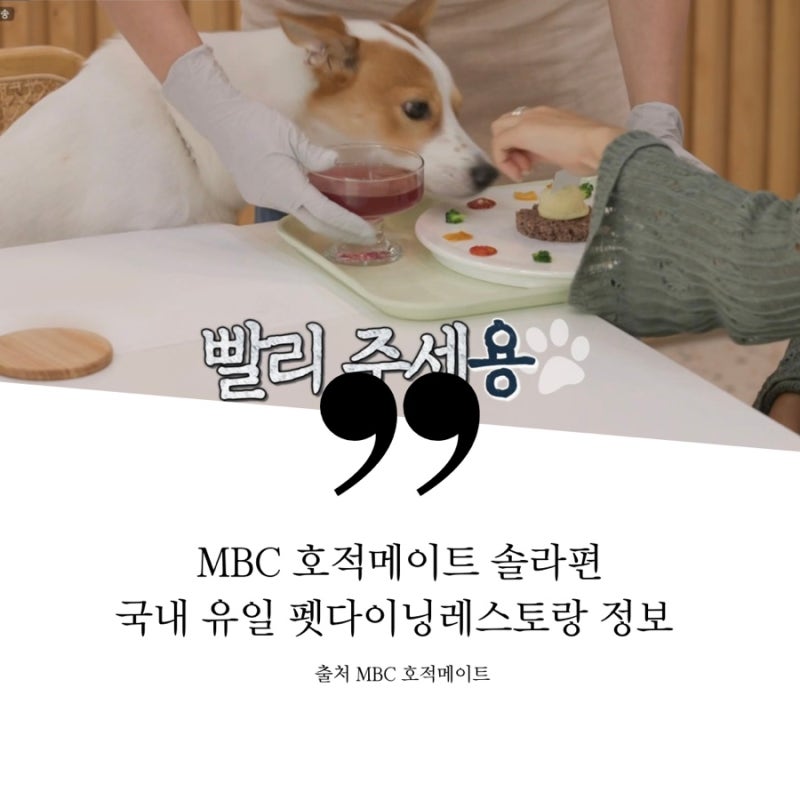 호적메이트 솔라 용자매 반려견 용키 강아지 코스요리 국내유일 펫다이닝 레스토랑 정보 황태달걀수프 강아지 스테이크 펫밀크푸딩