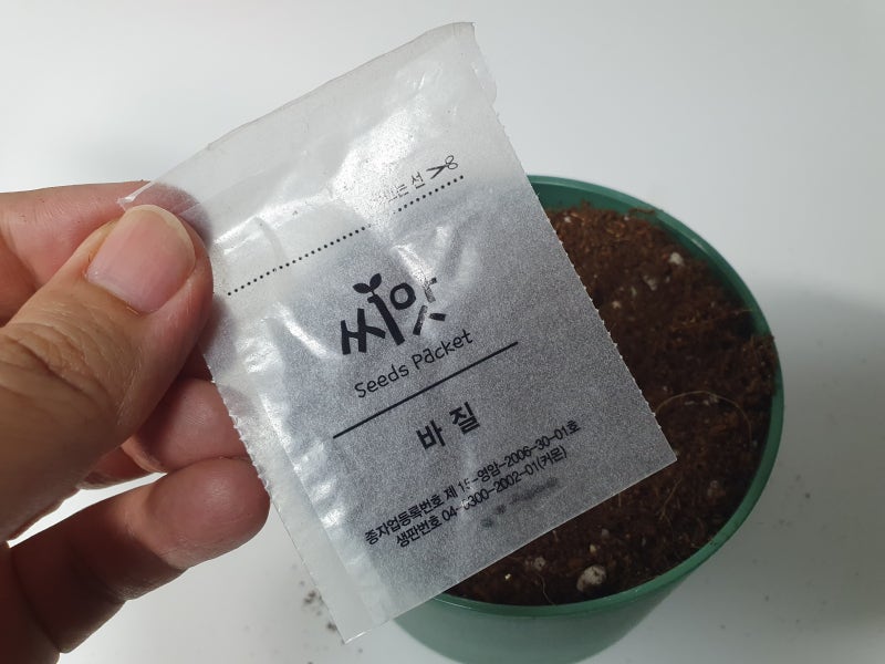집에서 스위트 바질키우기 물주기 적정온도 순지르기가지치기 수확 방법 네이버 블로그