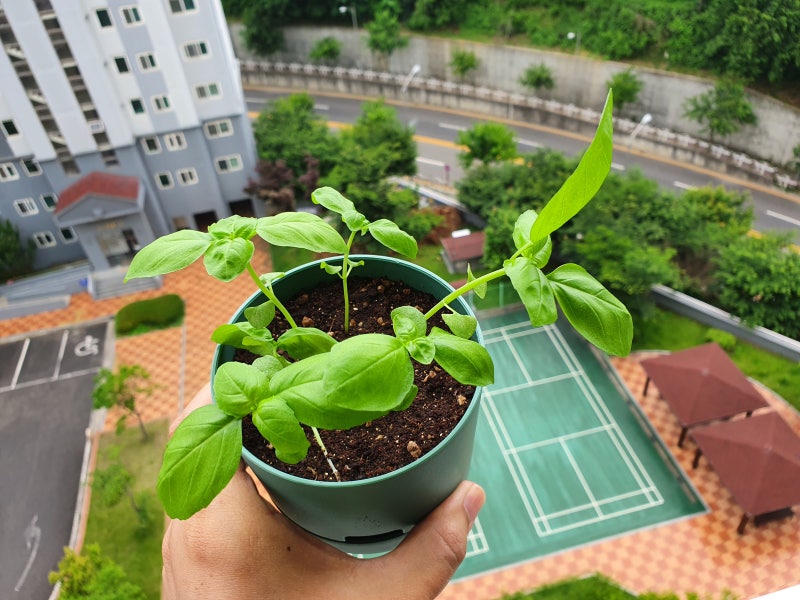 집에서 스위트 바질키우기 물주기 적정온도 순지르기가지치기 수확 방법 네이버 블로그