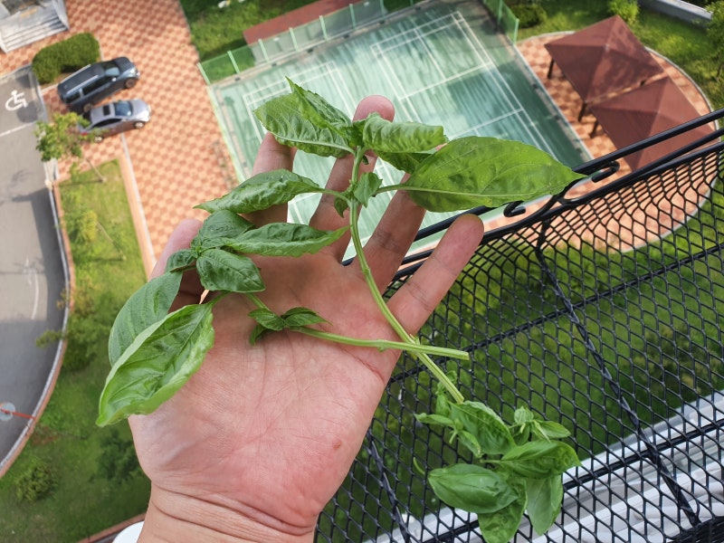집에서 스위트 바질키우기 물주기 적정온도 순지르기가지치기 수확 방법 네이버 블로그