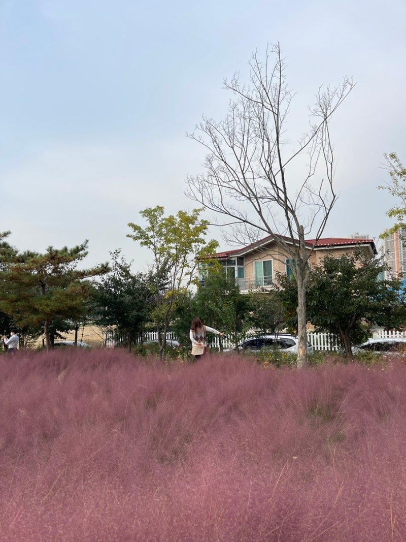 천안 근교 드라이브 볼거리 가득한 가볼만한 곳 핑크뮬리 카페 이숲 데이트 네이버 블로그