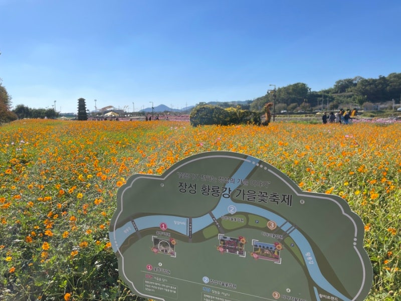 뒤늦게 장성여행 장성호수변길출렁다리전망대 산책 그리고 황룡강 가을꽃축제 꽃놀이 네이버 블로그