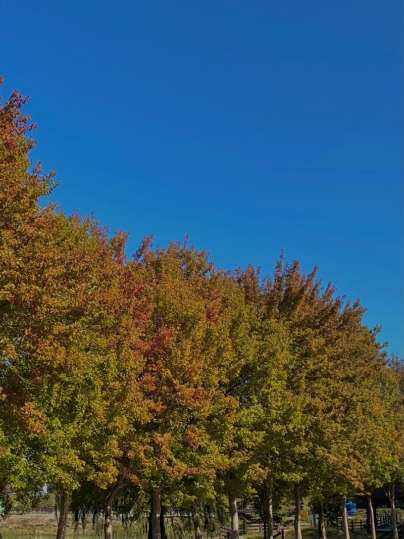 나주 산림자원연구소나주 가볼만한 곳 나주 메타세콰이어길전라남도 산책코스 추천 네이버 블로그