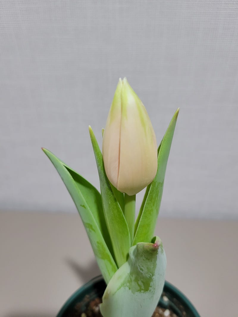 추식 구근튤립 수선화 무스카리 심기 심는시기 키우기 네이버 블로그