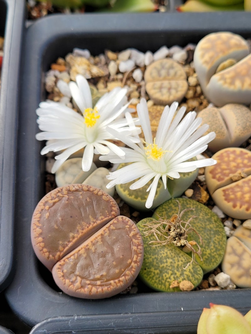 알록달록 예쁜 리톱스 키우기 리톱스꽃 리톱스씨방 리톱스꽃대 리톱스금 리톱스웃자람 웃자란다육이 알아보기 네이버 블로그