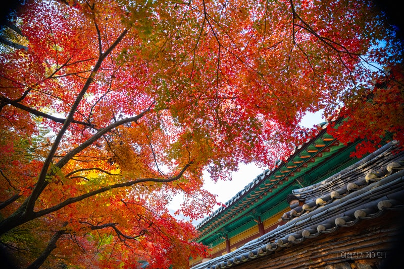 내장산 케이블카 여행꿀팁 5가지 + 내장산 가을단풍이 특별한 이유 : 네이버 블로그