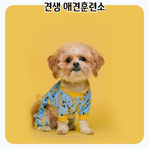 견생 애견훈련소 강아지 양치해야하는 이유 알아보기 네이버 블로그