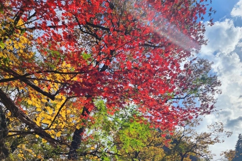 단풍 명소 설악산 흘림골 탐방 관련 총정리 오색약수 주전골 코스 And 주차 예약 방법 네이버 블로그