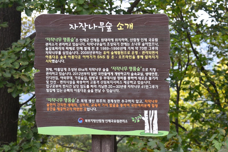 인제 자작나무숲 원대리 자작나무 명품 숲 등산 코스 등산 시간안내 네이버 블로그