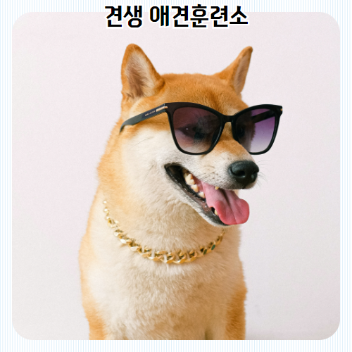 견생 애견훈련소 강아지 양치해야하는 이유 알아보기 네이버 블로그