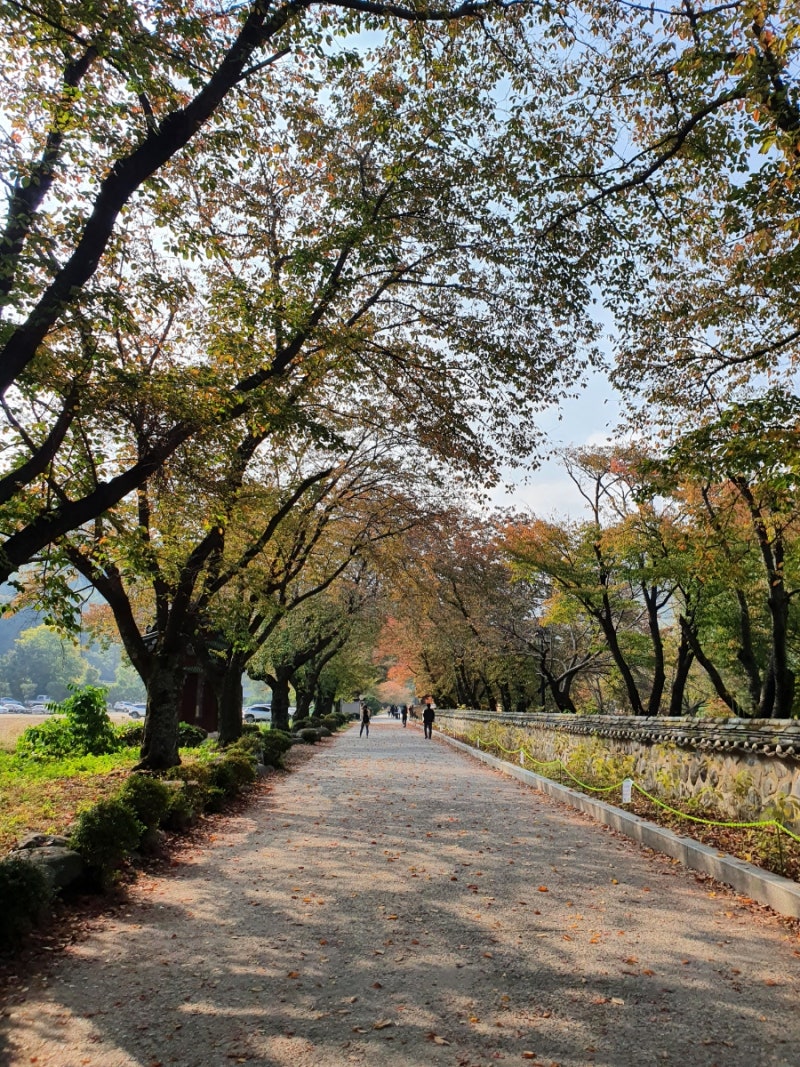 대구 근교 단풍 경북 단풍 명소 단풍이 너무 이뻤던 청도 운문사 네이버 블로그