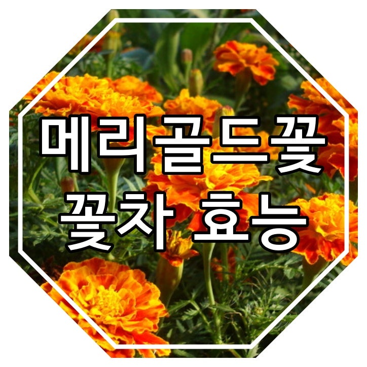 메리골드효능 꽃차 효능 7가지메리골드 키우기 꽃말 씨앗 모종 네이버 블로그