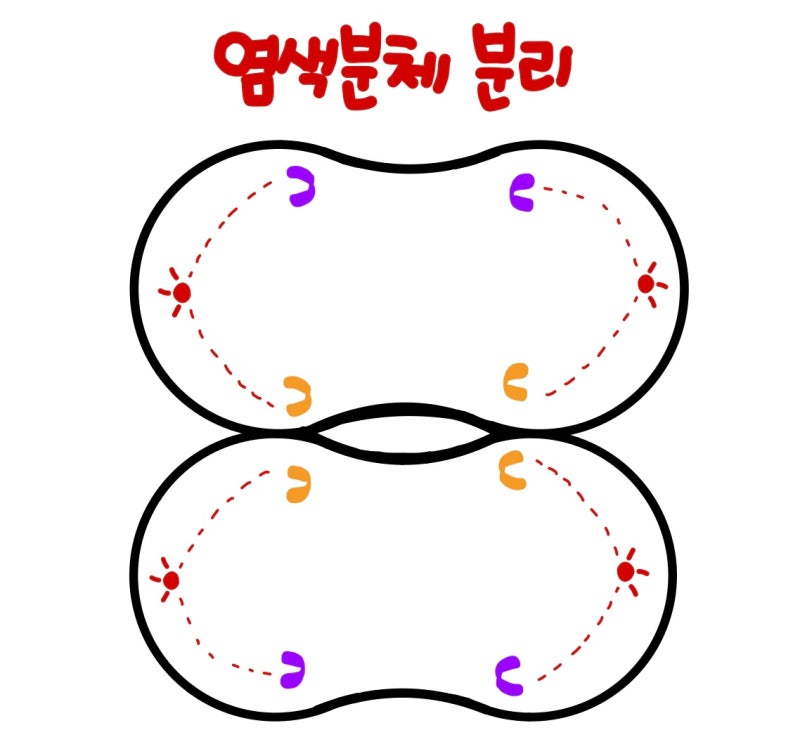 생명과학 1 세포 주기 체세포 분열 생식세포 분열 네이버 블로그