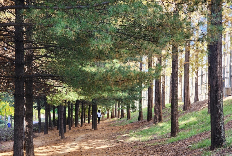 서울 걷기 산책하기 좋은 곳 강서구 공암나루근린공원 가을 단풍길구암공원 네이버 블로그