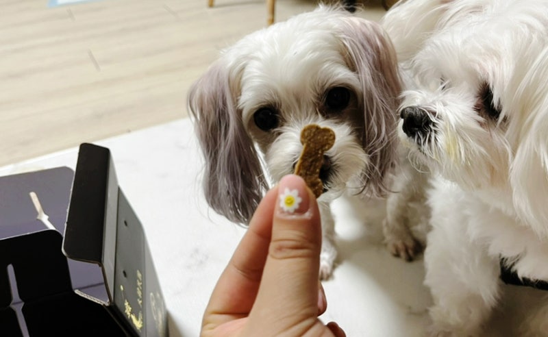 애견영양제 노령견간식 강아지영양제 금산이가 홍삼반려견영양제 급여후기 네이버 블로그