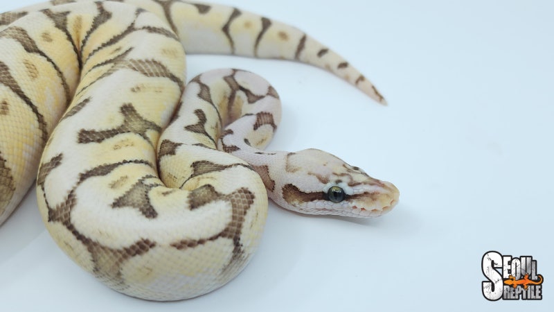 NEW 볼 파이톤 모프! 버터 비, Ghi, 슈거, 파스텔, 렛서, 샴페인 등 Ball Python Morphs (Python ...